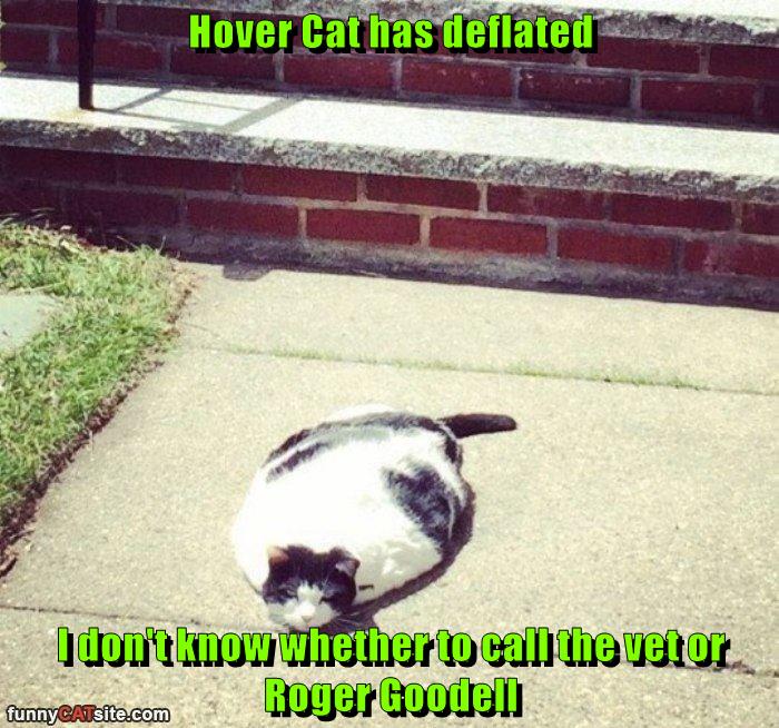 Hover Cat has deflated I don't know whether to call the vet or Roger Goodell - Lolcats - lol ...