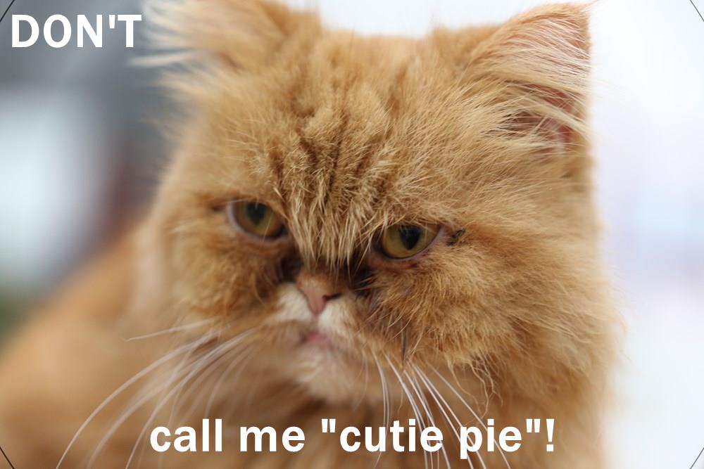 DON'T call me "cutie pie"! - Lolcats - lol | cat memes | funny cats ...