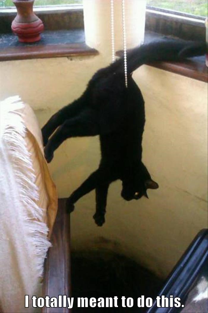 It was in the plan all along - Lolcats - lol | cat memes | funny cats ...