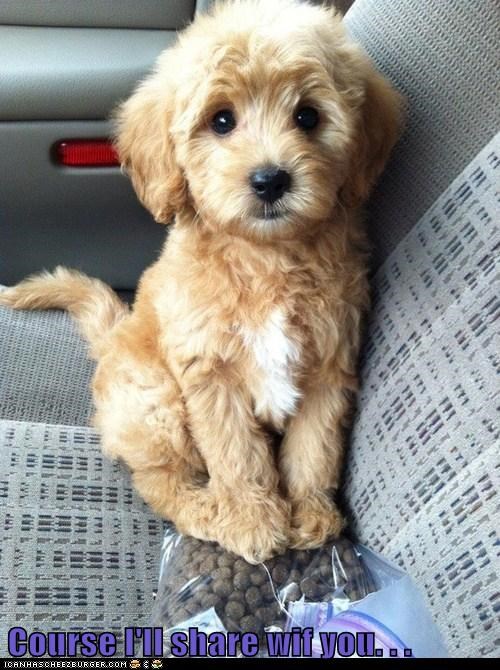 My Kibble Is Your Kibble - I Has A Hotdog - Dog Pictures - Funny ...