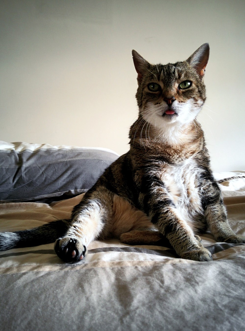 The 'Hurr Durr Look at Me, I Sit Like Human' Blep - I Can Has Cheezburger?