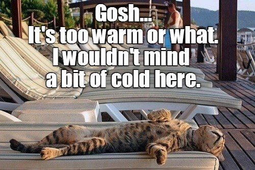 Lolcats - cold - LOL at Funny Cat Memes - Funny cat pictures with words ...
