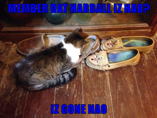 Lolcats - hairball - LOL at Funny Cat Memes - Funny cat pictures with ...