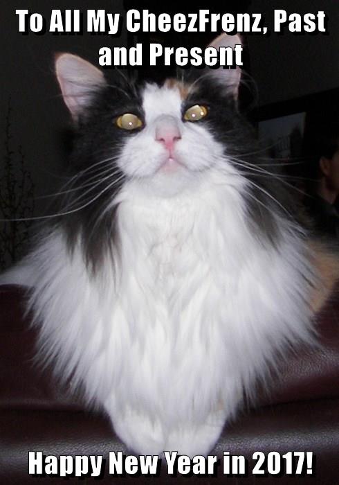 Herzlichen Glückwunsch, Lolcat Happy Birthday Lolcat GIFs | Tenor