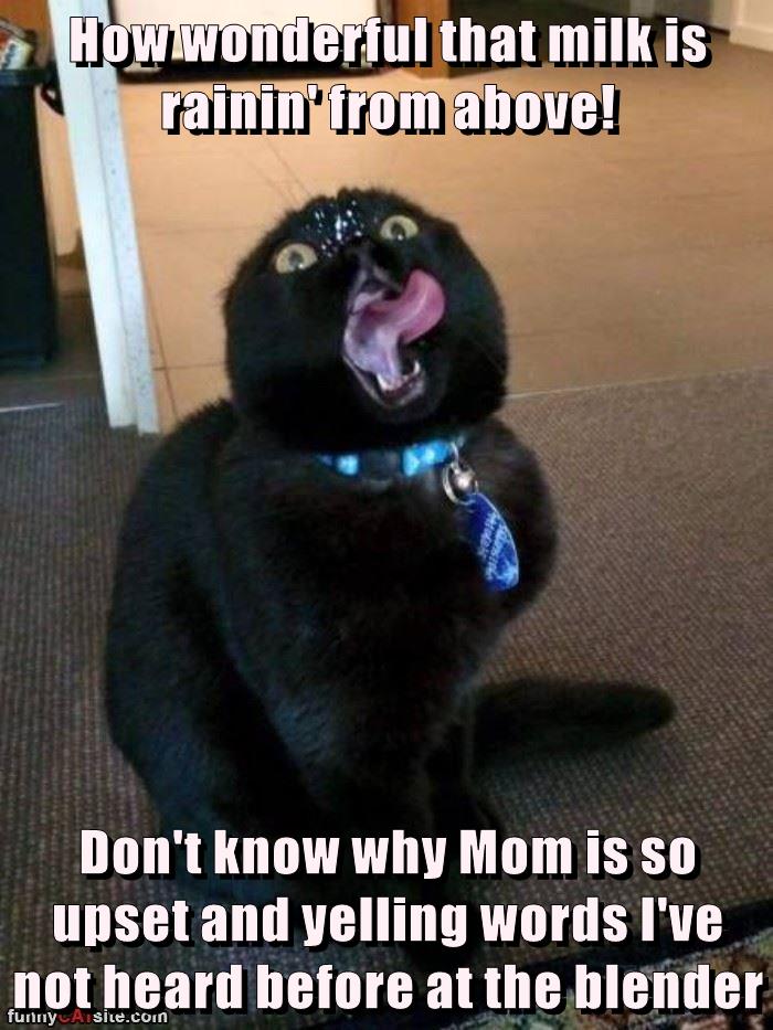 Lolcats - yelling - LOL at Funny Cat Memes - Funny cat pictures with ...