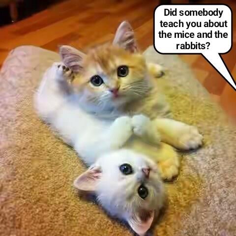 Innocent faces aren't (recaption: http://tinyurl.com/hk5yh83 - Lolcats ...