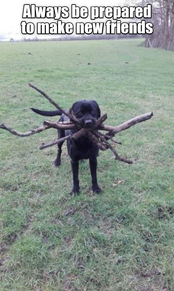 Always be prepared - I Has A Hotdog - Dog Pictures - Funny pictures of ...