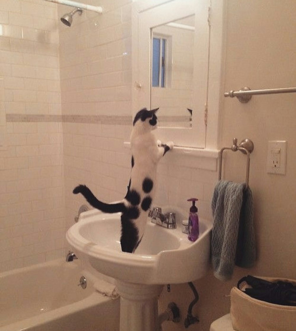 "I'm Good Enough. I'm Smart Enough. And Cat-Gone It... People Like Me ...