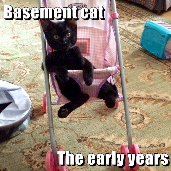 Basement Cat