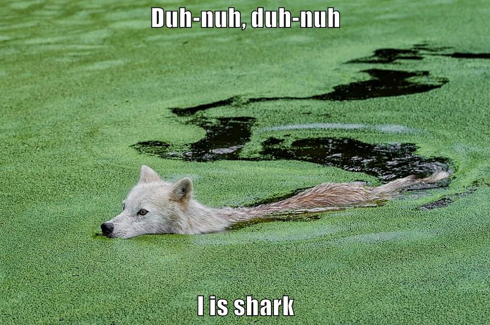 Duh-nuh, duh-nuh I is shark - I Has A Hotdog - Dog Pictures - Funny ...