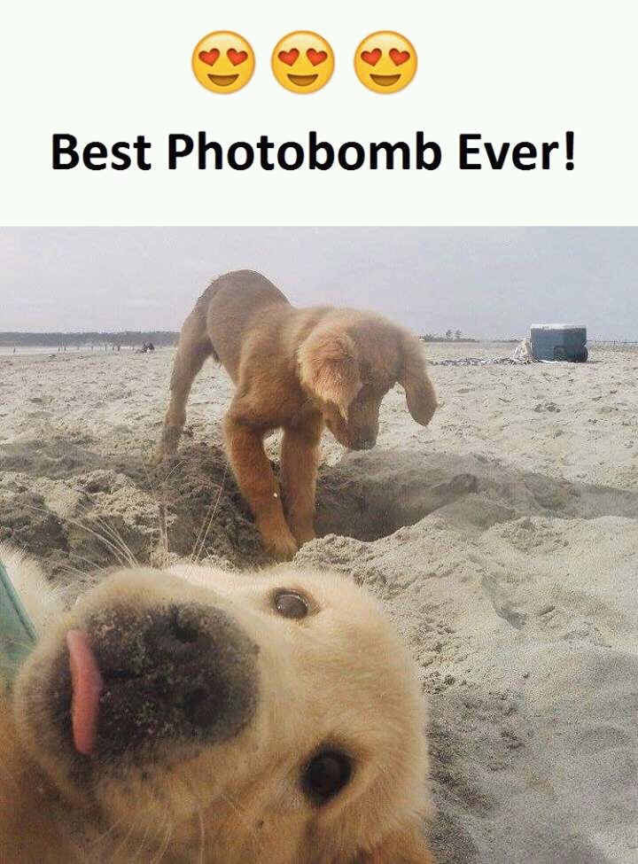 I Has A Hotdog - photobomb - Funny Dog Pictures | Dog Memes | Puppy ...