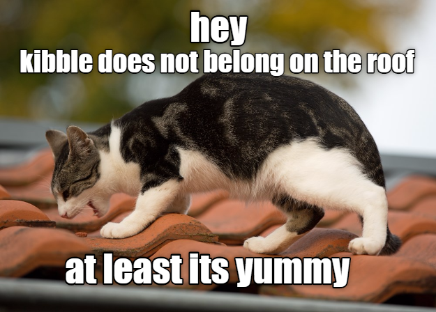 kibble - Lolcats - lol | cat memes | funny cats | funny cat pictures ...