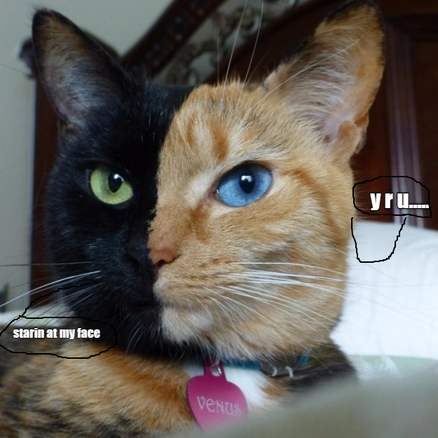 two faced kitteh - Lolcats - lol | cat memes | funny cats | funny cat ...