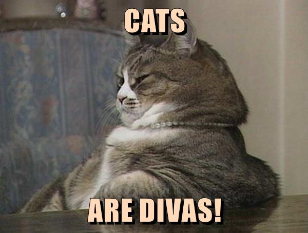 CATS ARE DIVAS! - Lolcats - lol | cat memes | funny cats | funny cat pictures with words on them ...