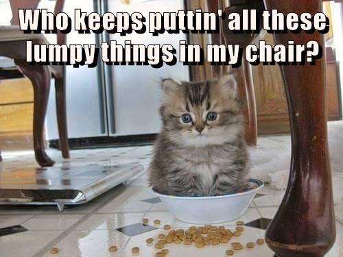 Lolcats - chair - LOL at Funny Cat Memes - Funny cat pictures with ...