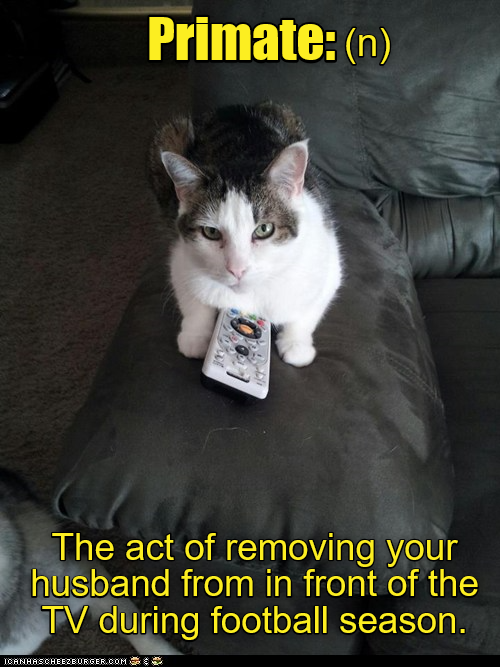 Daffynitions: Primate - Lolcats - lol | cat memes | funny cats | funny ...