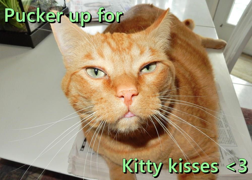 Pucker up for Kitty kisses