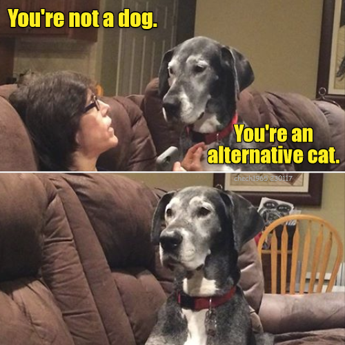Hey, wait a minute! - I Has A Hotdog - Dog Pictures - Funny pictures of ...