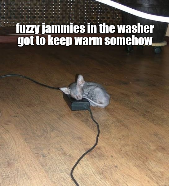 Lolcats - fuzzy - LOL at Funny Cat Memes - Funny cat pictures with ...