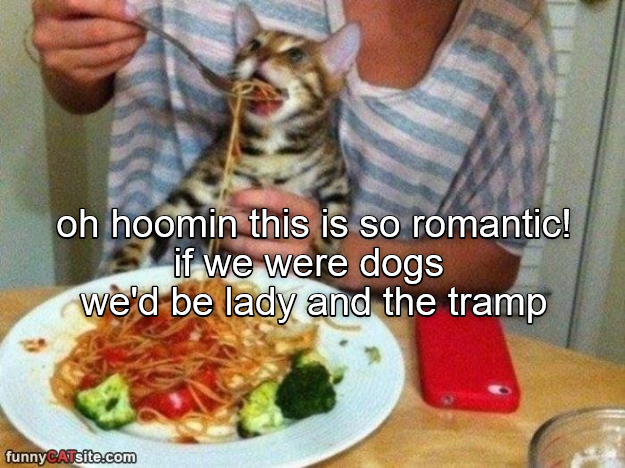 dinner for two - Lolcats - lol | cat memes | funny cats | funny cat ...