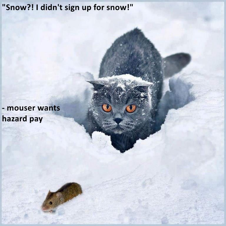 Lolcats - snow - LOL at Funny Cat Memes - Funny cat pictures with words ...
