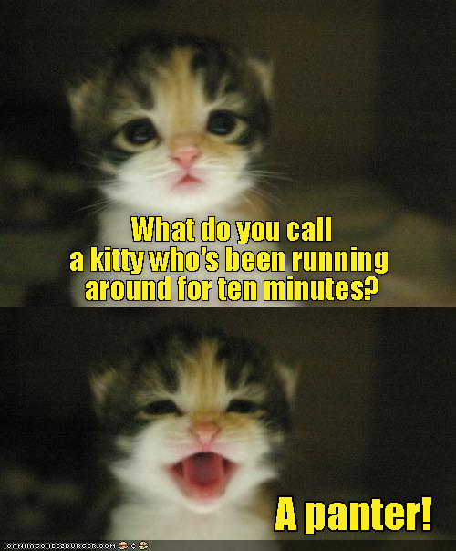 Lolcats - running - LOL at Funny Cat Memes - Funny cat pictures with ...