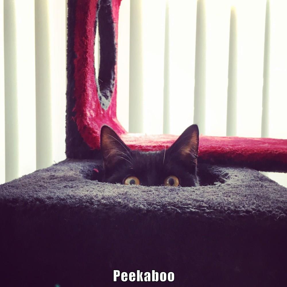 Peekaboo - Lolcats - lol | cat memes | funny cats | funny cat pictures ...