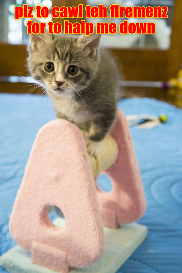 halp! halp! - Lolcats - lol | cat memes | funny cats | funny cat ...