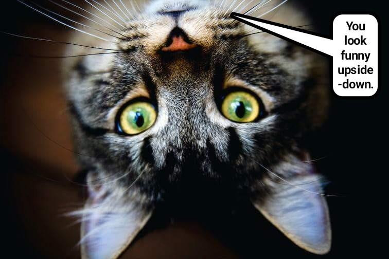 Lolcats - upside down - LOL at Funny Cat Memes - Funny cat pictures ...