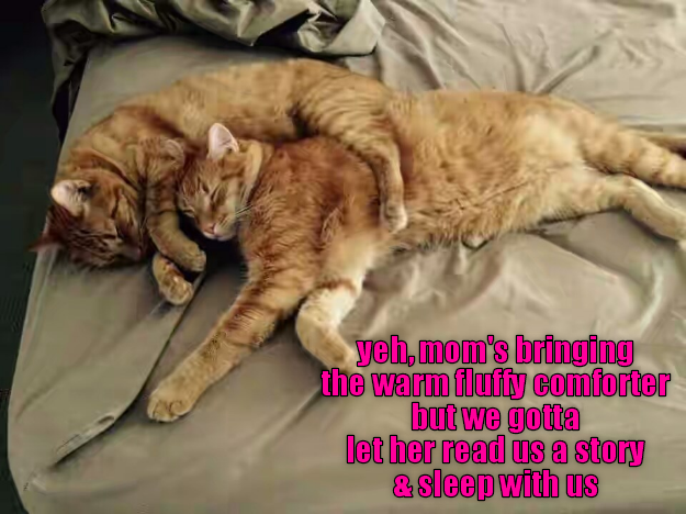 tough trade-offs - Lolcats - lol | cat memes | funny cats | funny cat ...