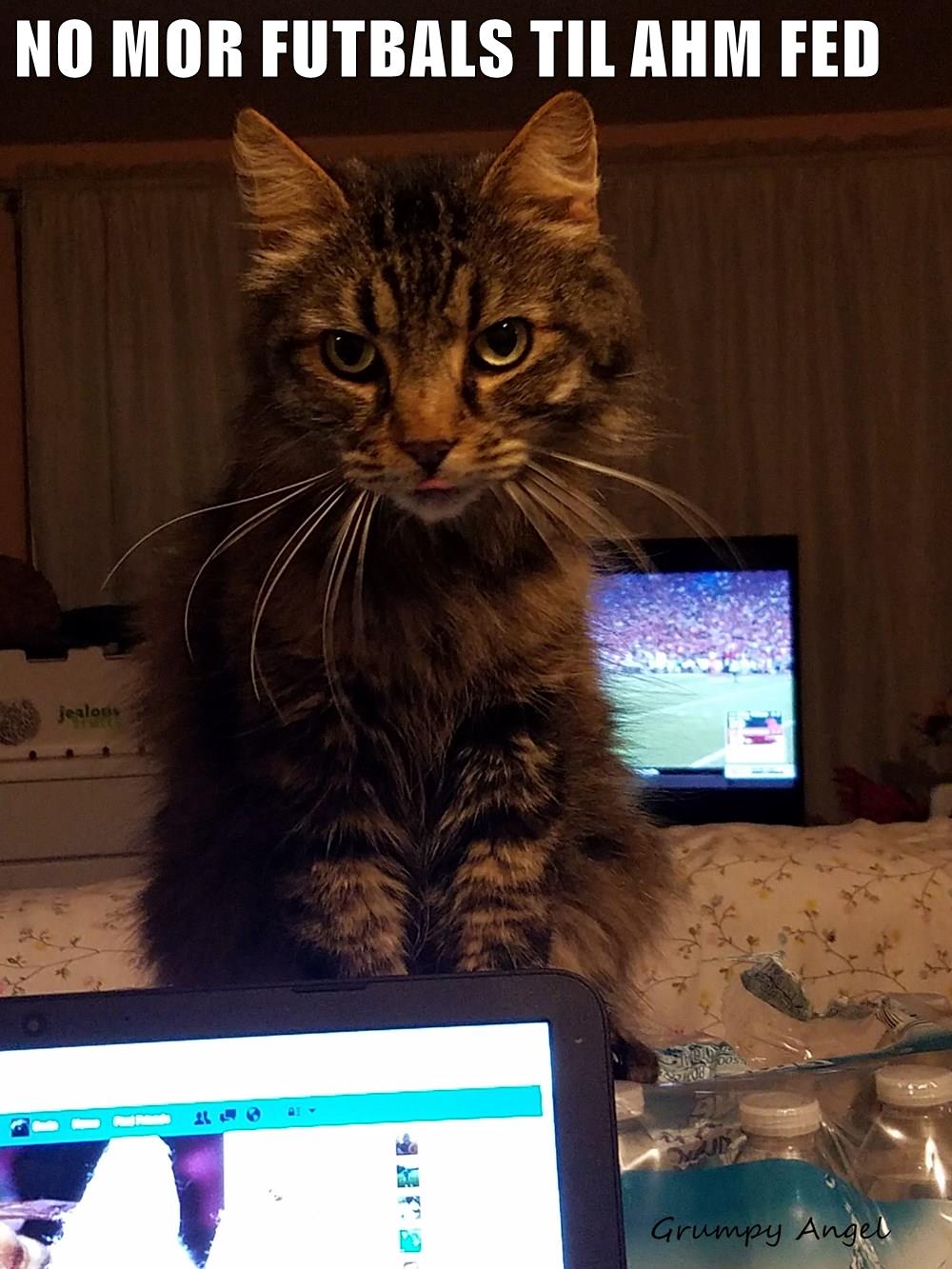 NO MOR FUTBALS TIL AHM FED - Lolcats - lol | cat memes | funny cats ...