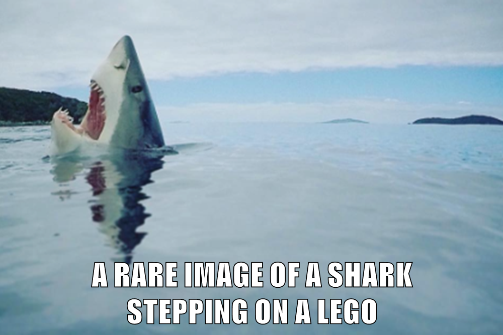 OUCH - Animal Comedy - Animal Comedy, funny animals, animal gifs