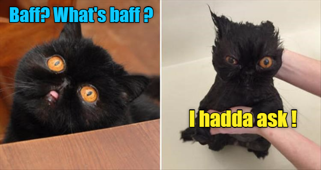 Baff time - I Can Has Cheezburger?