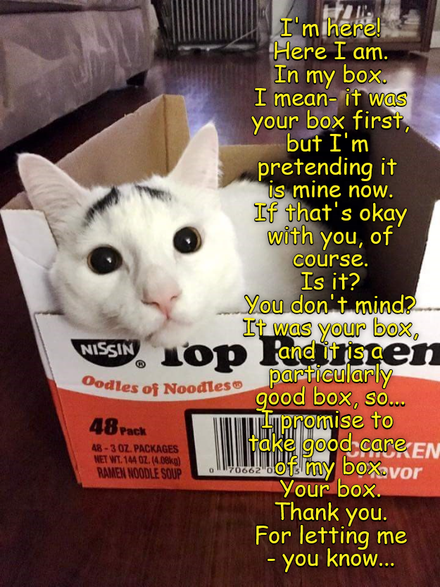 anxious kitteh is anxious - Lolcats - lol | cat memes | funny cats ...