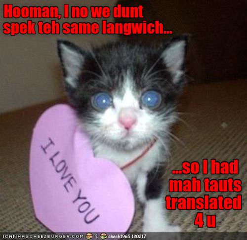 Lolcats - speak - LOL at Funny Cat Memes - Funny cat pictures with ...