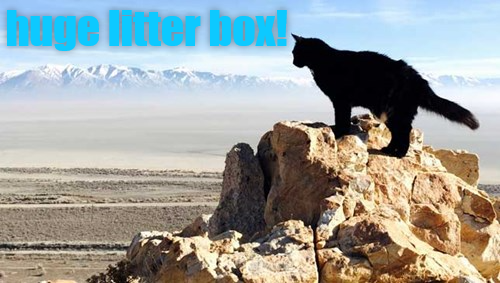 Huge Litter Box - Lolcats - lol | cat memes | funny cats | funny cat ...