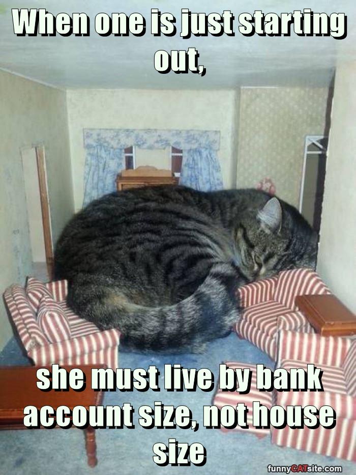 Cat Advice - Lolcats - lol | cat memes | funny cats | funny cat ...