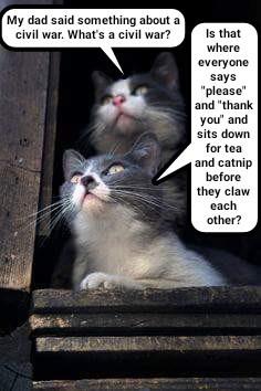 Very Civil - Lolcats - lol | cat memes | funny cats | funny cat ...