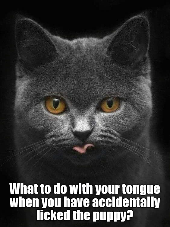 Cat Mistake Memes