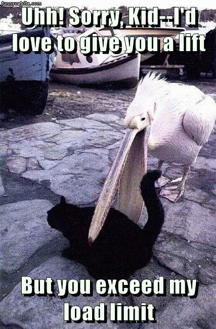 Uhh! Sorry, Kid--I'd love to give you a lift But you exceed my load ...