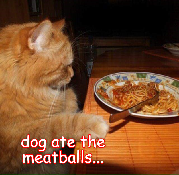 Not fair! - Lolcats - lol | cat memes | funny cats | funny cat pictures ...