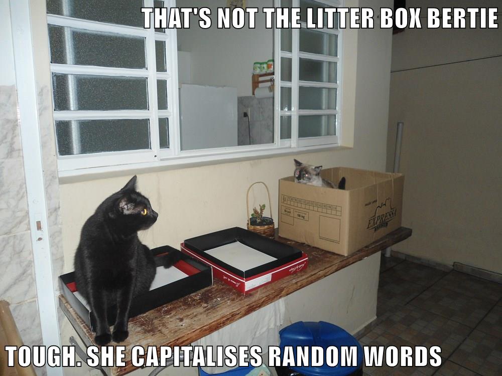 THAT'S NOT THE LITTER BOX BERTIE TOUGH. SHE CAPITALISES RANDOM WORDS ...