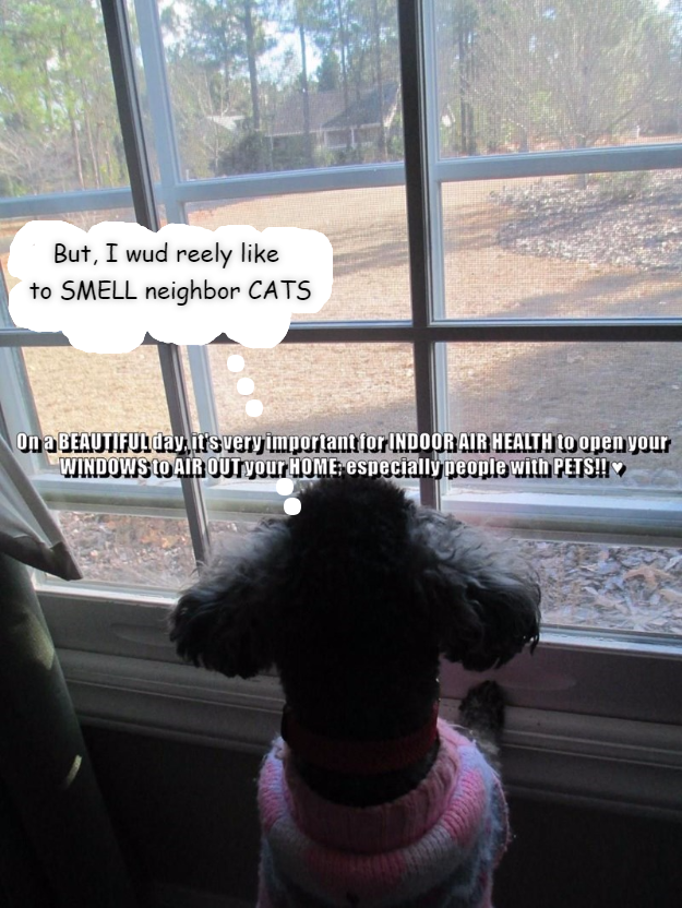 Want to SMELL them? - I Has A Hotdog - Dog Pictures - Funny pictures of ...