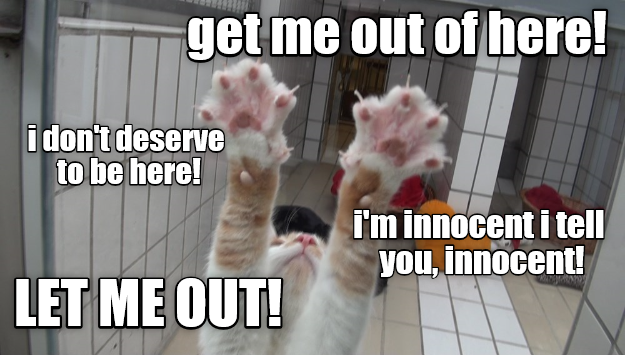 Let me out!!! - Lolcats - lol | cat memes | funny cats | funny cat ...