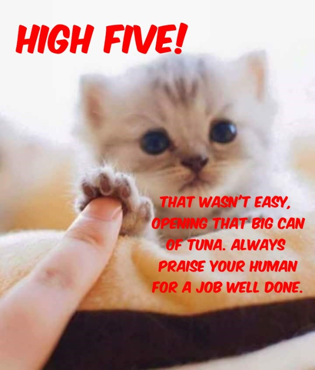 Lolcats - high five - LOL at Funny Cat Memes - Funny cat pictures with words on them - lol | cat ...