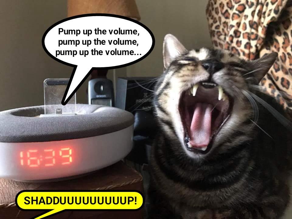 All catslaves' alarms come with amplifiers - Lolcats - lol | cat memes ...