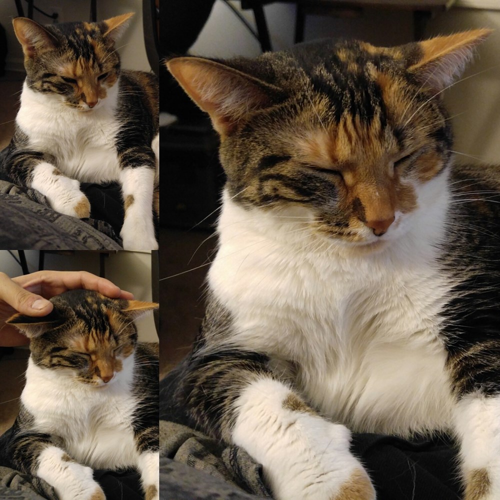 Tutorial: How to Adjust Your Cat's Ears - I Can Has Cheezburger?