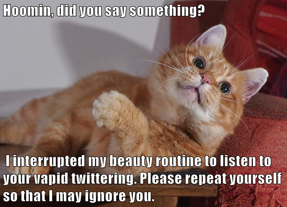 Lolcats - ignore - LOL at Funny Cat Memes - Funny cat pictures with ...
