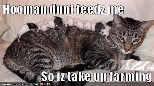 Hooman dunt feedz me So iz take up farming - Lolcats - lol | cat memes ...