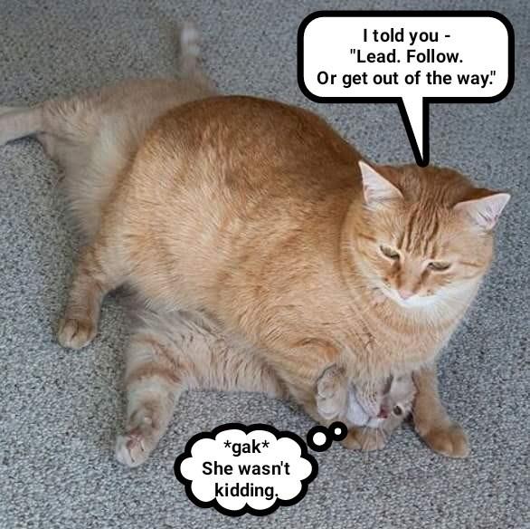 Leading by example - Lolcats - lol | cat memes | funny cats | funny cat ...